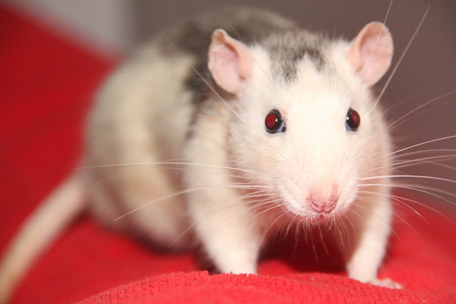45 Great Rat Names Rat Guide 101 45-great-rat-names-rat-guide-101