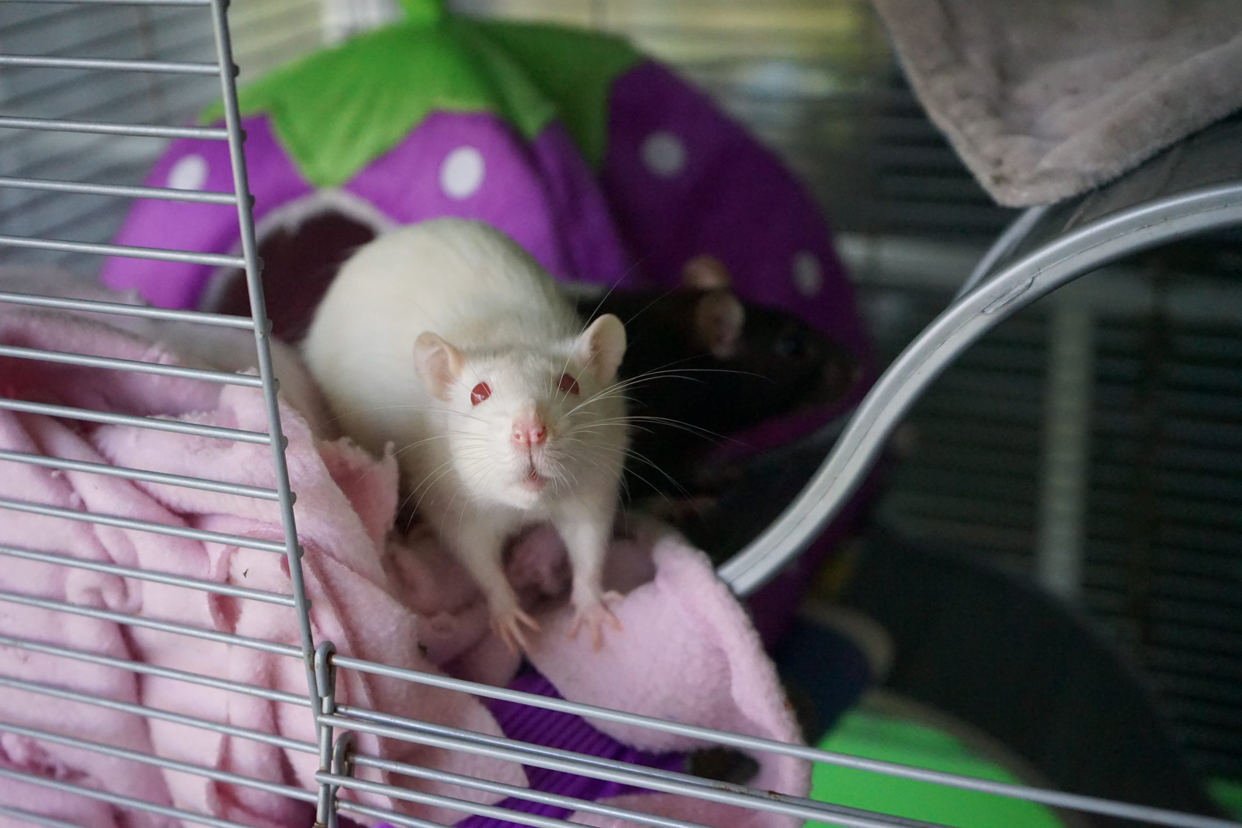 5 Essential Things Rats Need in Their Cage? - Rat Guide 101